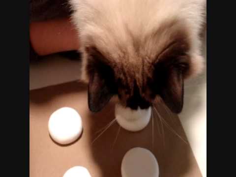 How to Get Your Cat's Paw Prints - γγ - γ©γ°γγΌγ« -- Floppycats