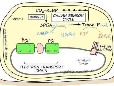 Background to DCPIP based assay of herbicide activity