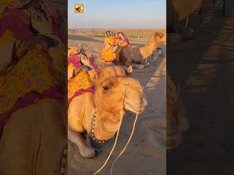 Camel Sounds π«