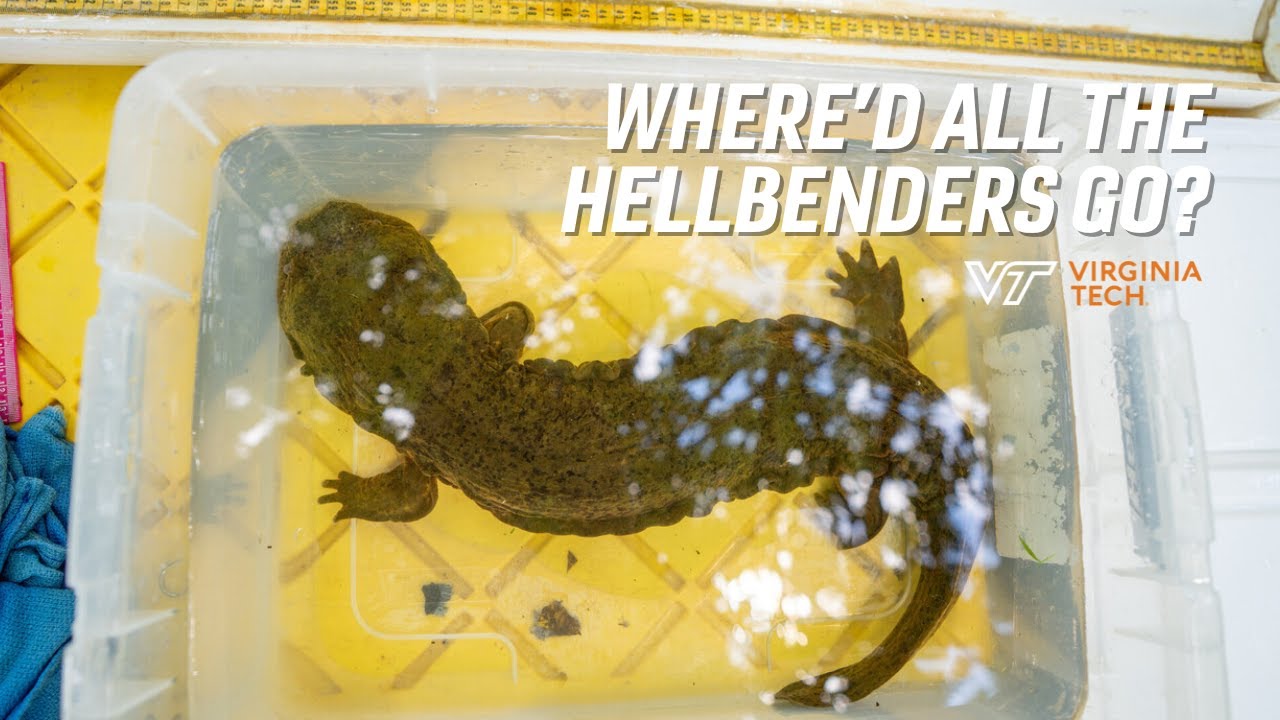 Hellbender salamander faces water quality woes
