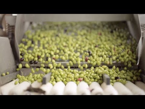 Italian Farmers Eager to Showcase High-quality Produce at China's First Import Expo