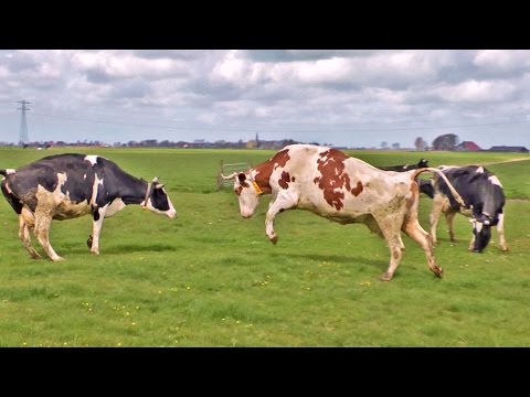 Really Happy Cows | Fanatic Cook