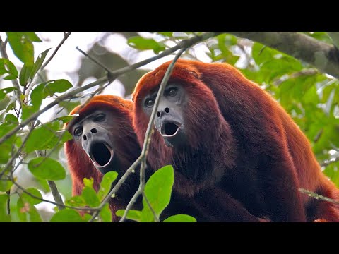 Red Howler Monkeys Howling: Haunting Sound of the Amazon Rainforest π
