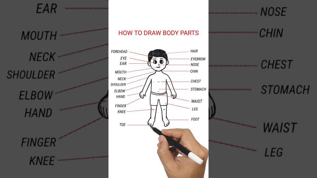 Cómo dibujar partes del cuerpo humano