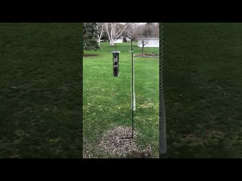 Squirrel Outsmarts Slinky at Bird Feeder