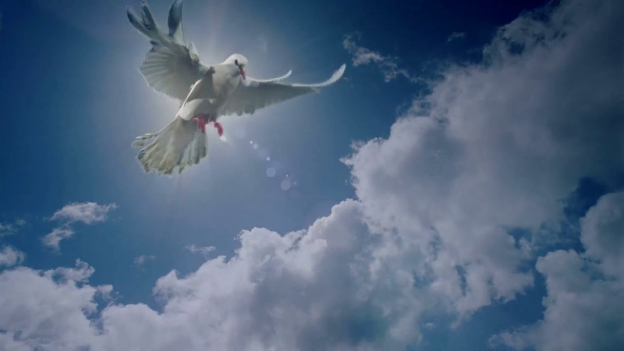 Dove background 3