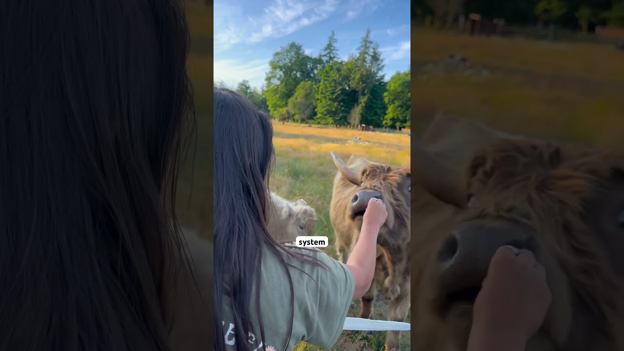 Harvest Host Stay with Highland Cows 🐮✨#vanlife #harvesthost #highlandcows