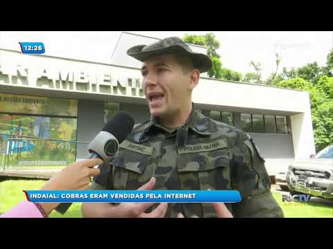 Indaial: cobras eram vendidas pela internet | ND Mais