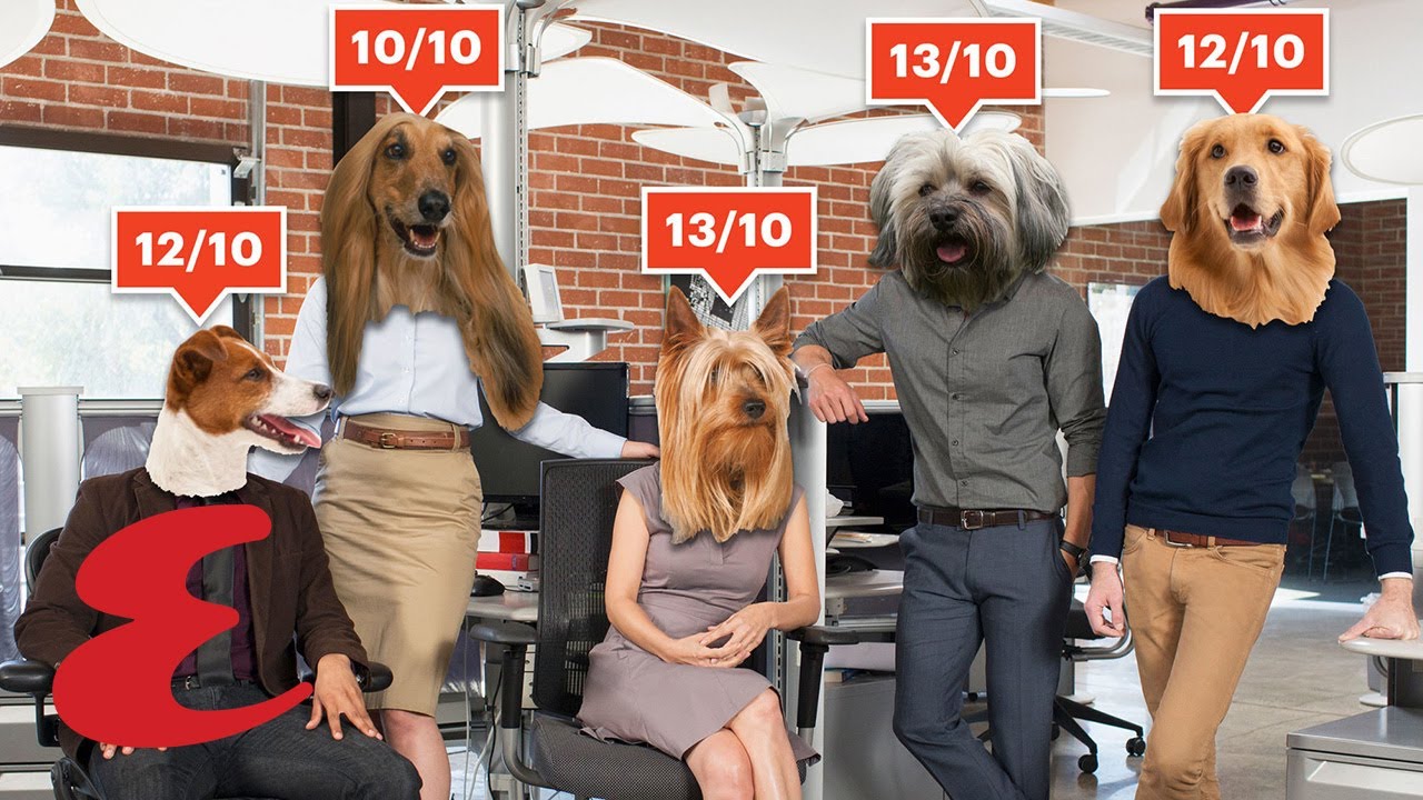 This Twitter Account Rates Dogs in the Most Hilarious Ways