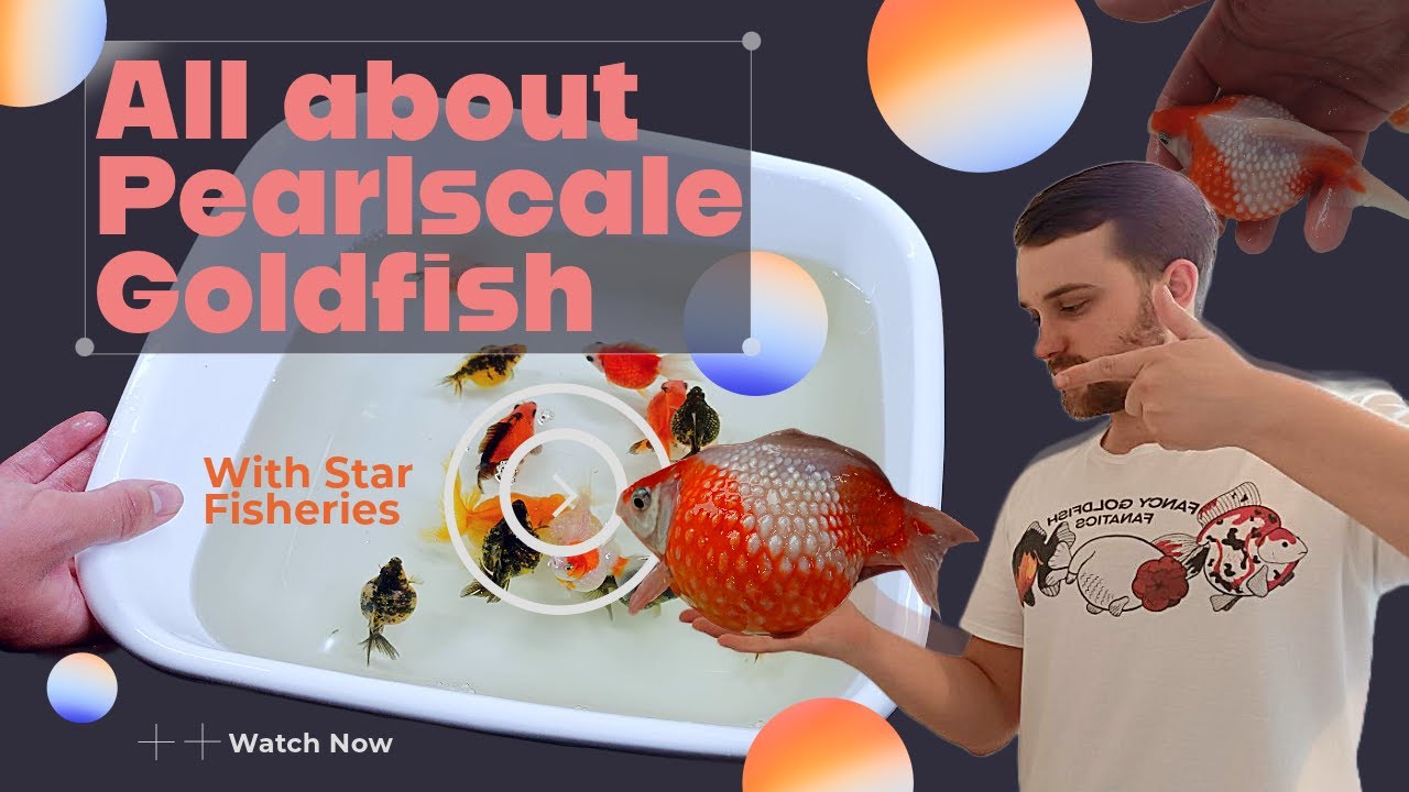 SPOTLIGHT - The Pearlscale Goldfish | A look at this VERY STRANGE variety! | @StarFisheriesUK