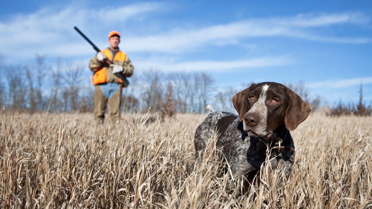The Loyal German Wirehaired Pointer: Exploring the Breed's Devotion