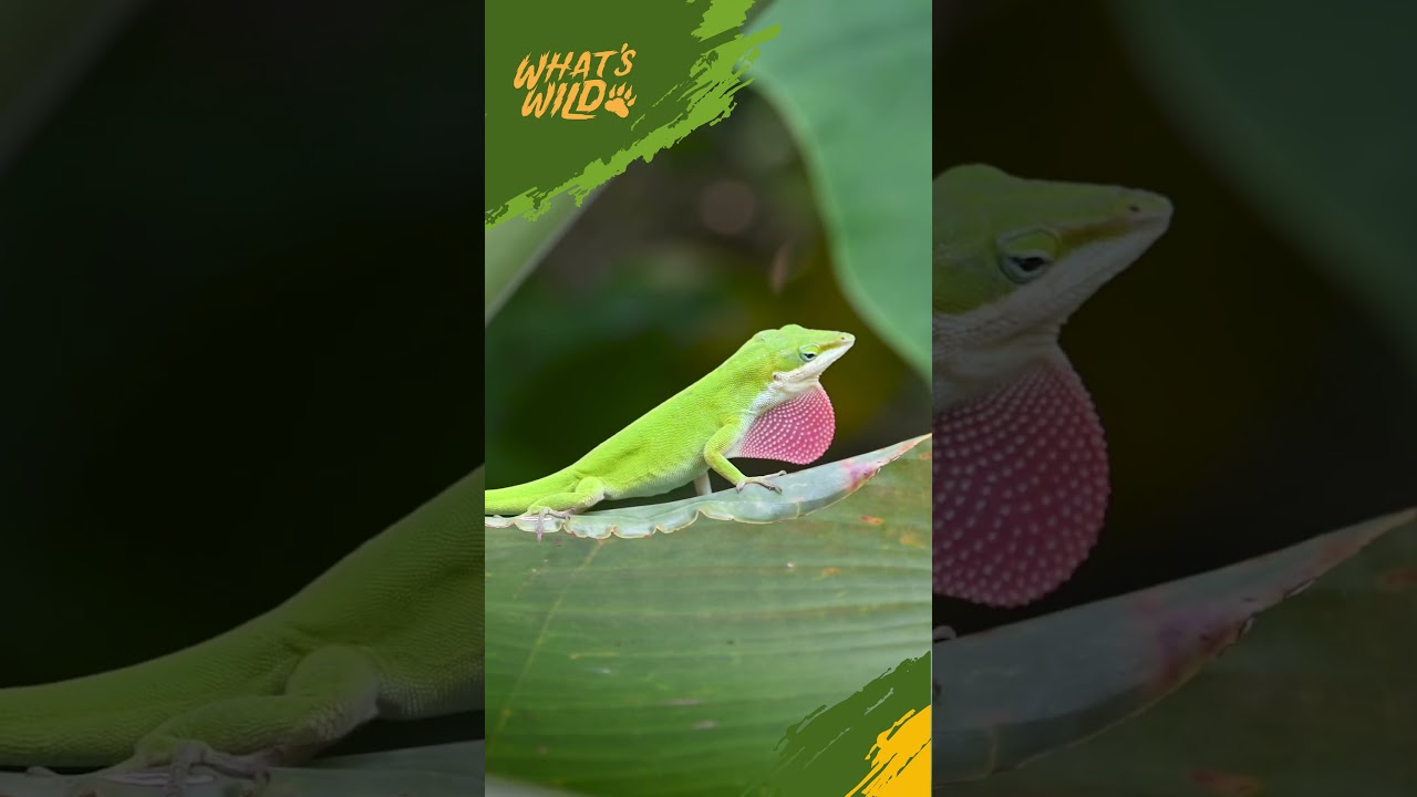 Green Anole - This Lizard is Essential to SC's Ecosystem!