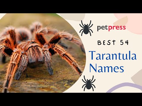 🕷️ The 56 Best Pet Tarantula Cat Names 🕷️ | PetPress