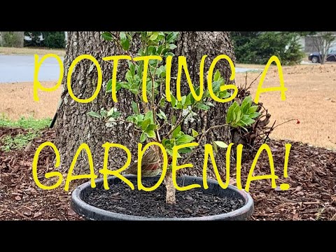 Potting a Gardenia the RIGHT way!!