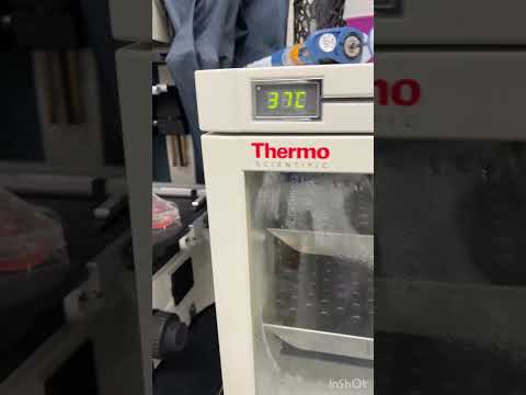 How do scientists study Cancers? | Brain Tumor | Lab | PhD | Graduate Student | #youtubeshorts #usa