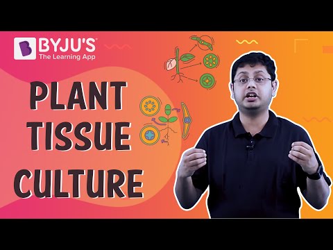 Plant Tissue Culture
