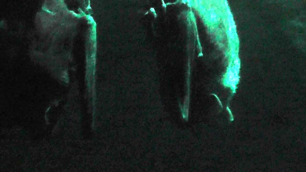 On Location: The Jamaican Fruit Bat