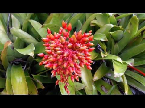 Bromeliad - Aechmea blanchetiana - Top 10 Bromeliads High Definition VIdeo HD 16
