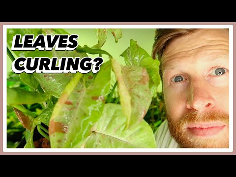 Why are my Leaves CURLING?