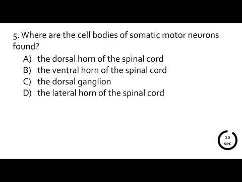 Quiz on the 2-minute lecture of the spinal cord