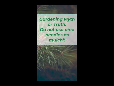 The Shocking Truth About Pine Needles & Mulch! Great for Beginners?