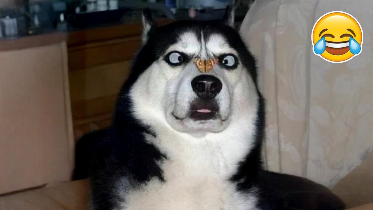 Funny Animals 2025 😹🐾 | Cats, Dogs & More in Epic Fails!
