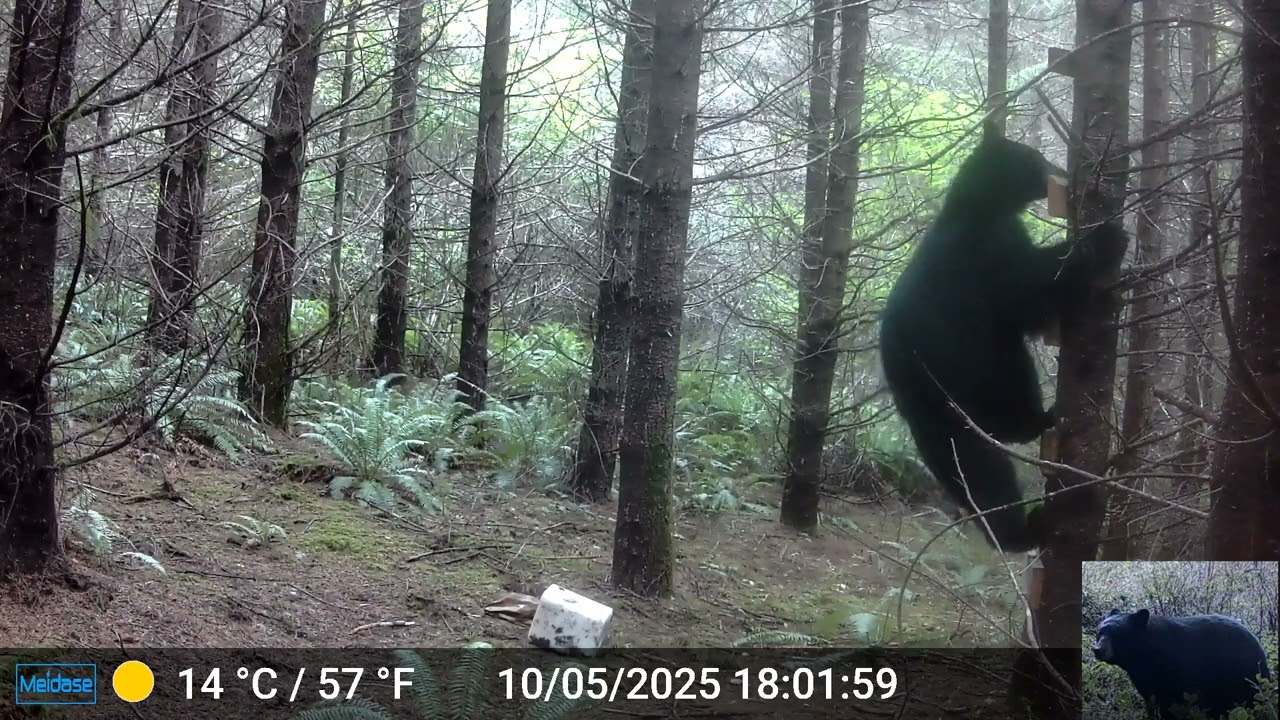Bear Climbs Up and Inspects Tree Stand (Ursus Americanus)