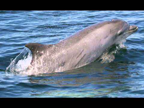 Dolphin pictures