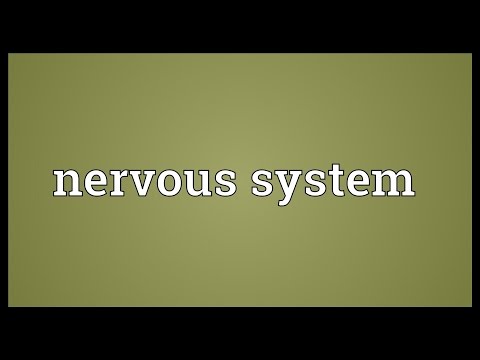Nervous system Meaning