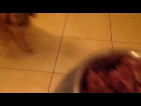 Hundefutter Lukullus Nassfutter hoher Fleischanteil