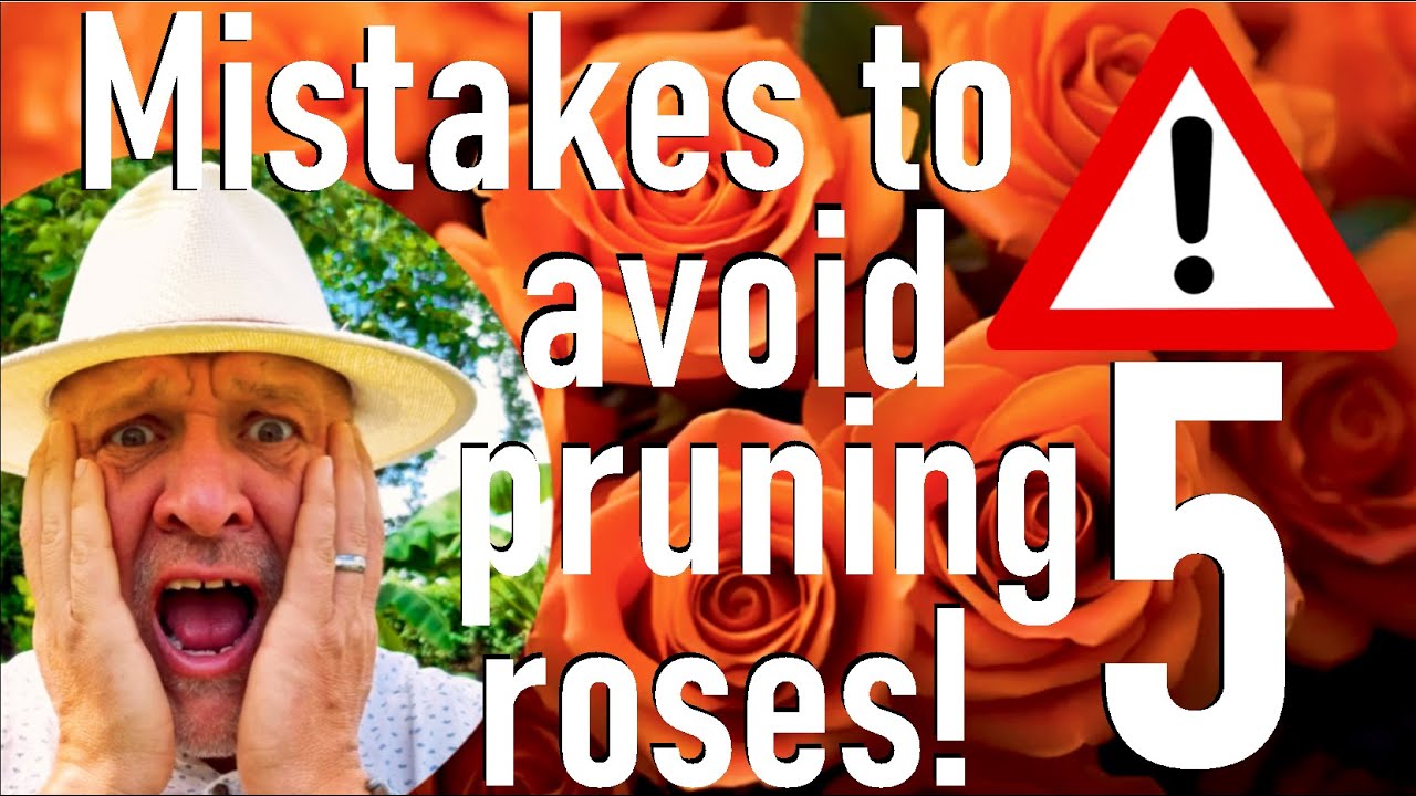 Five Mistakes to Avoid Pruning Roses