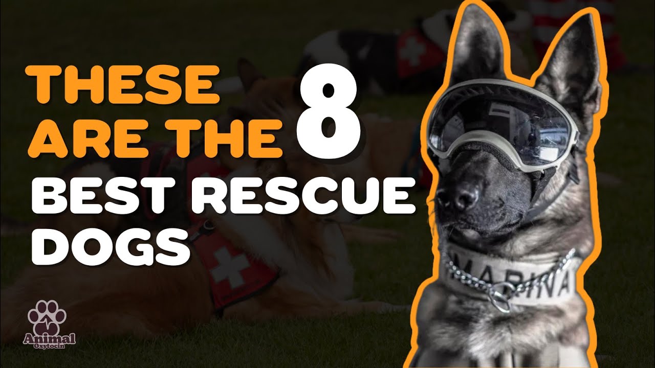 TOP 8 BEST RESCUE DOGS