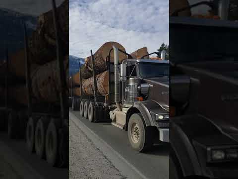 Timber Baron Short logger