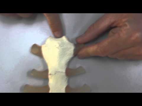 The Sternum
