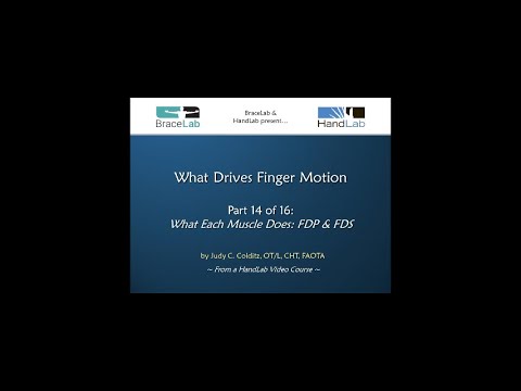 What Drives Finger Motion Part 14 of 16: What Each Muscle Does: FDP & FDS