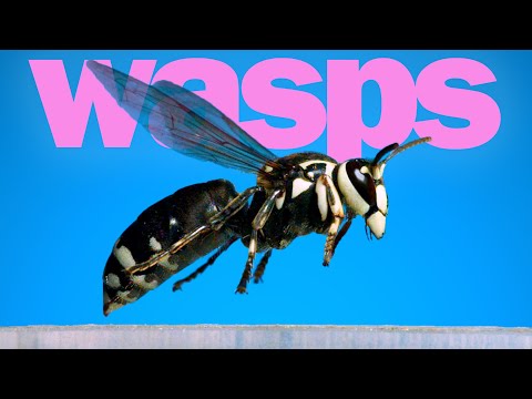 The wonders of wasp flight (and parasitism) – Why Evolution Is True