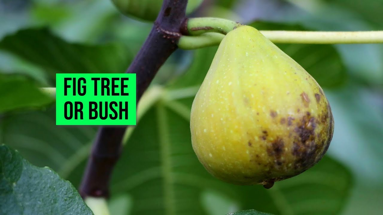 Figs: Are They Trees or Bushes? | Which is Better