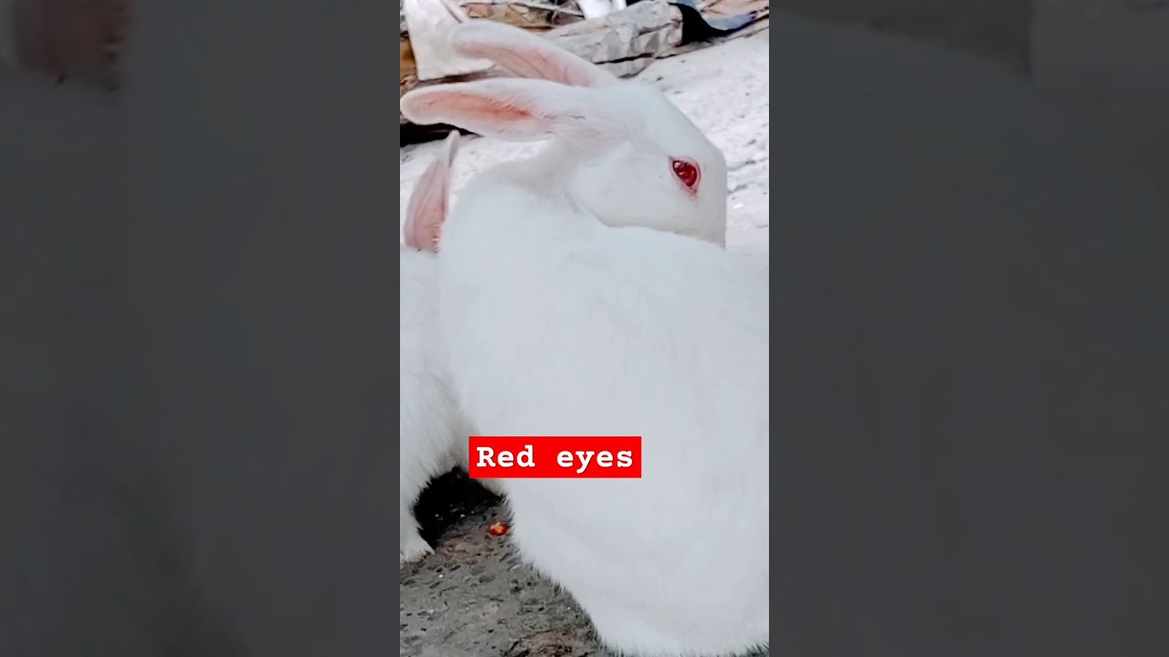 Red eyes #rabbit #whiterabbit #animals #pets #wildlife #wildlifephotography #new #ytshorts #explore