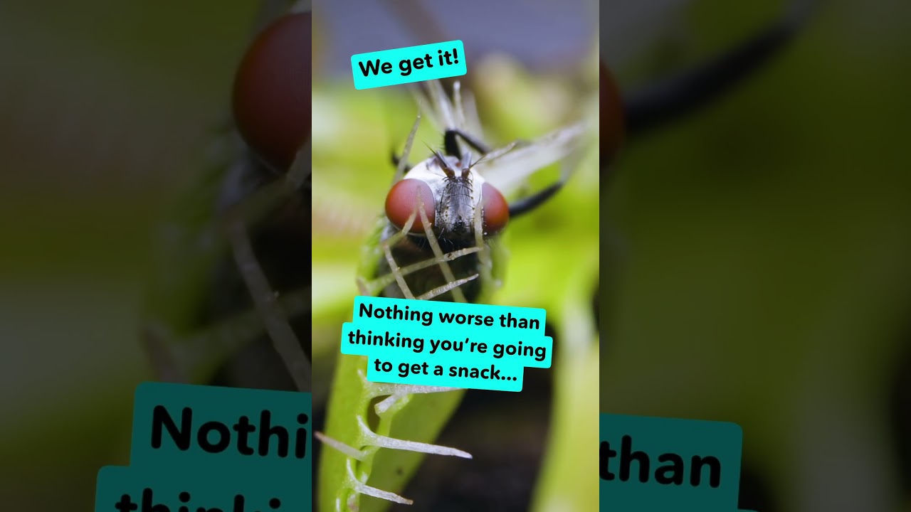 WOW: The Venus Fly Trap #ClimateChampions #CartoonNetwork #Wildlife | Cartoon Network Africa