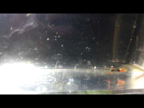 (Video) Endler Black Flame (Hybrid) “red chest” | Endler Guppy Project