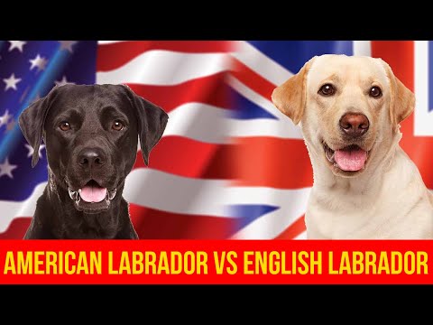 American Labrador VS English Labrador- Comparing Dog Breeds