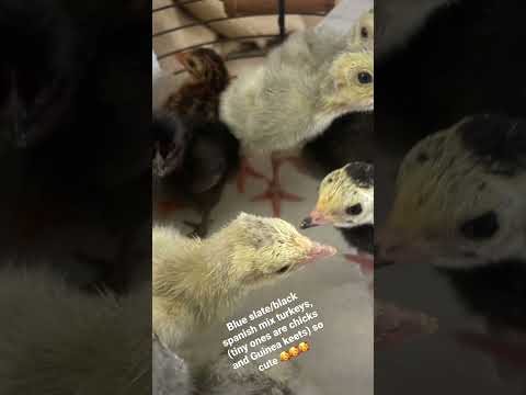 Blue slate/black spanish mix turkeys, (tiny ones are chicks and Guinea keets) so cute 🥰🥰🥰