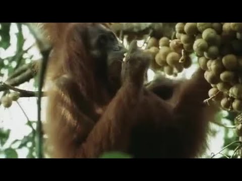 Orangutans Feeding in the Trees | Wild Indonesia | BBC Earth