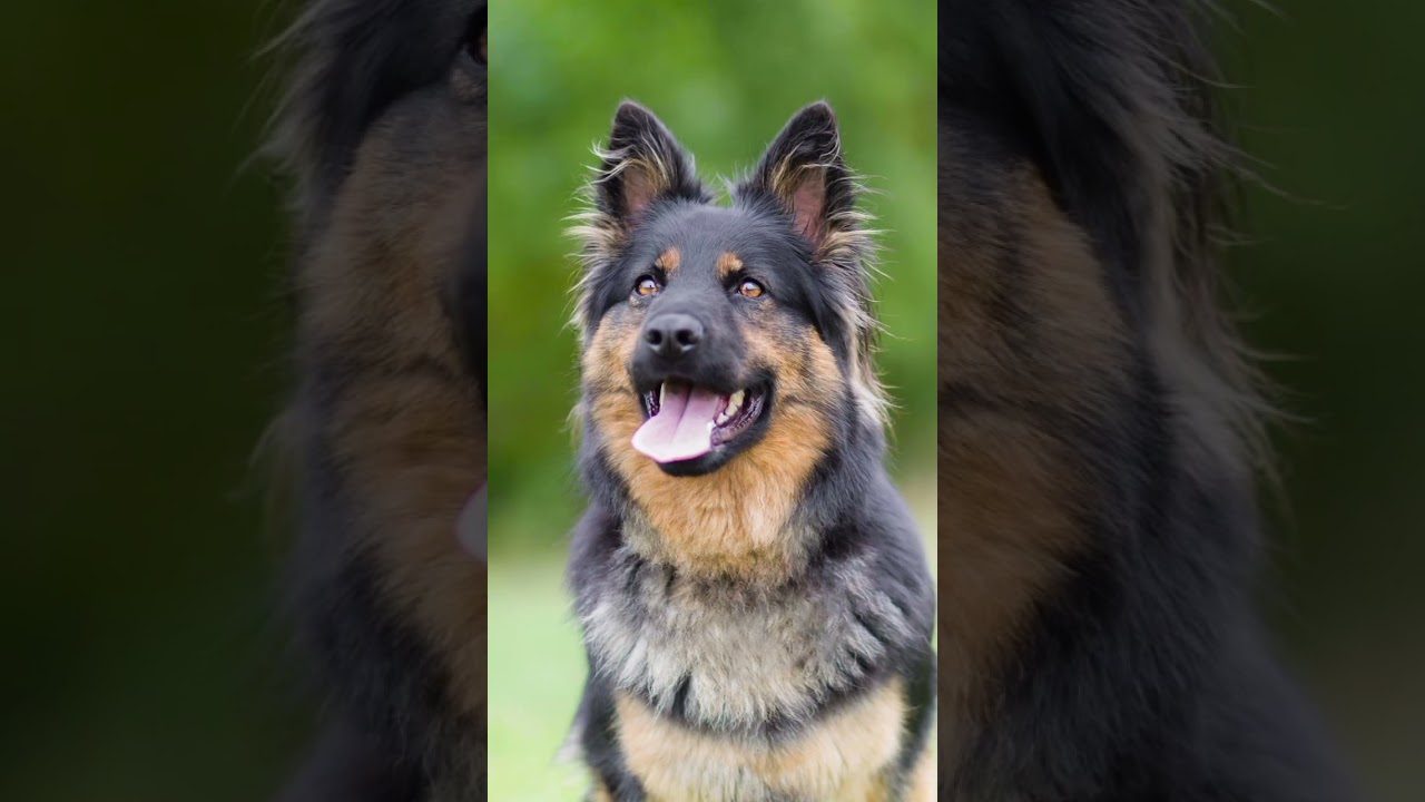 Dog HD wallpaper 🐶🐶🐶