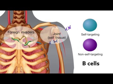 Chronic bacterial infection activates autoreactive B cells