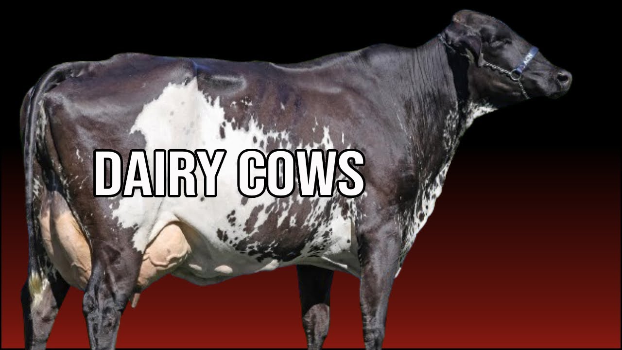 Unlock Your Herd's Maximum Milk Potential: Uncover The Secrets Of The Experts