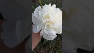 Пион Мазерс Чойс: купить саженцы купить в Киеве, заказать в Украине ...