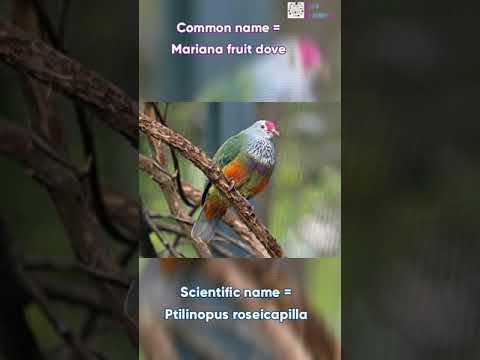 Scientific name of Mariana fruit dove
