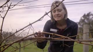 Serenade Opti | News | Bayer CropScience