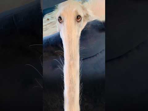 Borzoi Long nose meme #memes #borzoi #shorts